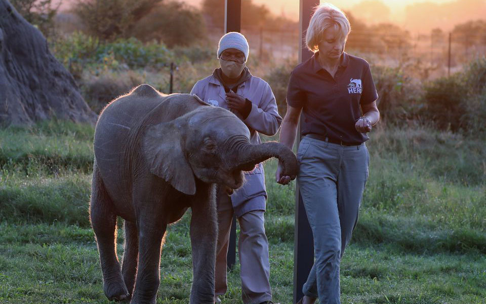 South African albino elephant beats odds to thrive among herd - The ...