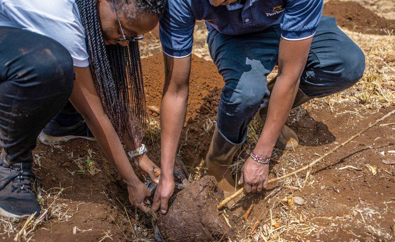 Old is gold: Here’s why farmers are rediscovering their love for native ...
