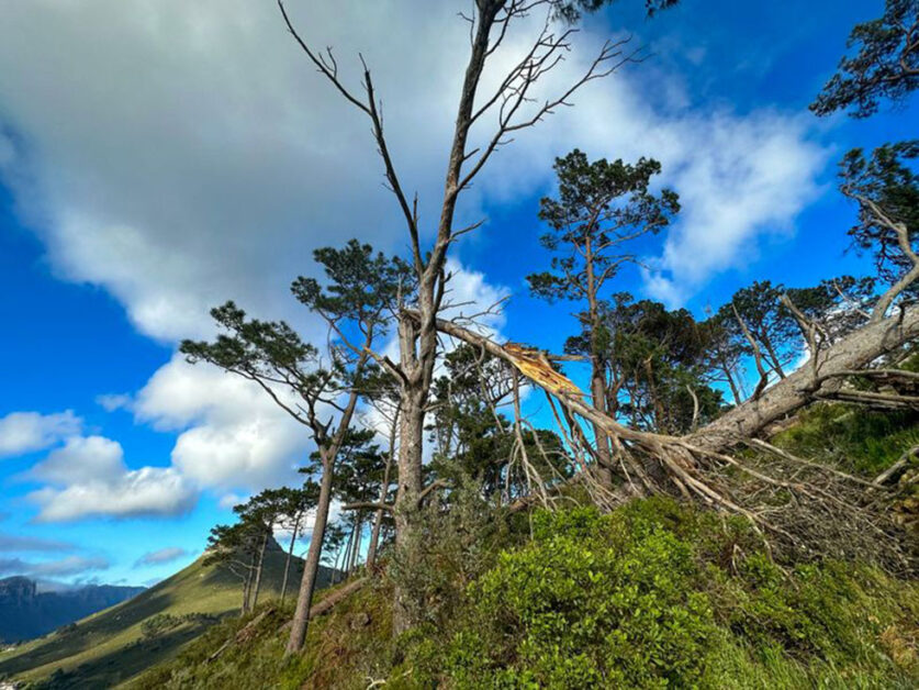 PHOTO FEATURE: Fallen Giants - The African Mirror