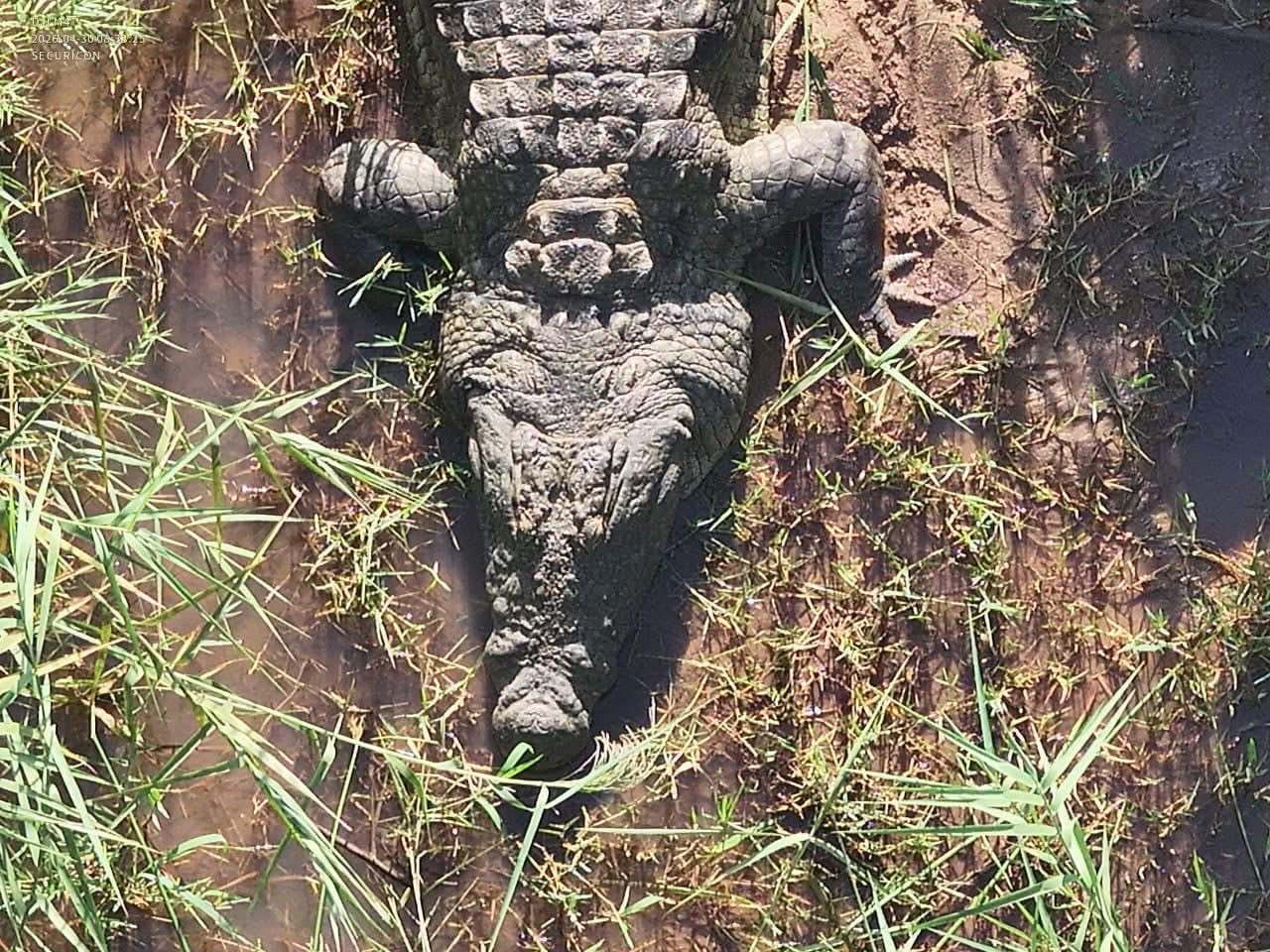 THE RIVER GIVETH NOT BACK: Five days, one crocodile, and a terrible ...